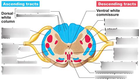 Aandp Lab Final Review The Spinal Cord And Spinal Nerves Diagram Quizlet