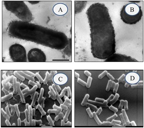 Electron Micrographs Of Cd And Pb Biosorption By L Plantarum Mf042018