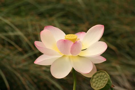 Photo gratuite Fleur De Lotus Nénuphar Fleur Image gratuite sur Pixabay