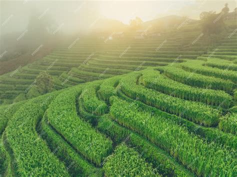 Premium Photo Landscape Of Green Rice Terrace With Mist In The