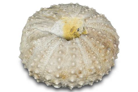 1 5 Cretaceous Echinoid Phymosoma Fossil Texas 287329 For Sale
