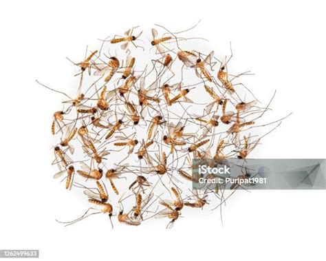 백색 배경에 죽은 모기 뎅기열 바이러스의 위험한 차량 말라리아 및 기타 감염 0명에 대한 스톡 사진 및 기타 이미지 0명