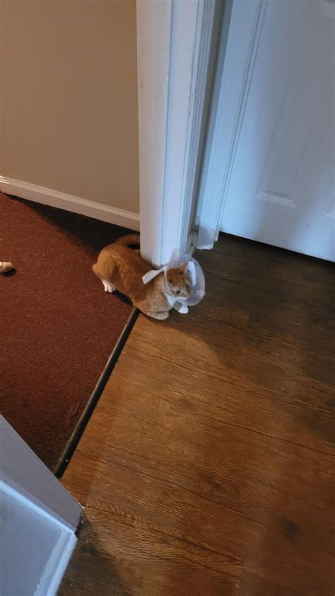 Update Gimli Is Home He Hates His Cone And Flipped Out Initially But