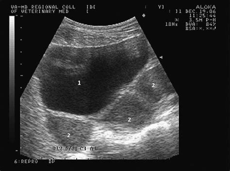 Transrectal Ultrasonographic Appearance Of Fluid Filled Uterus In The