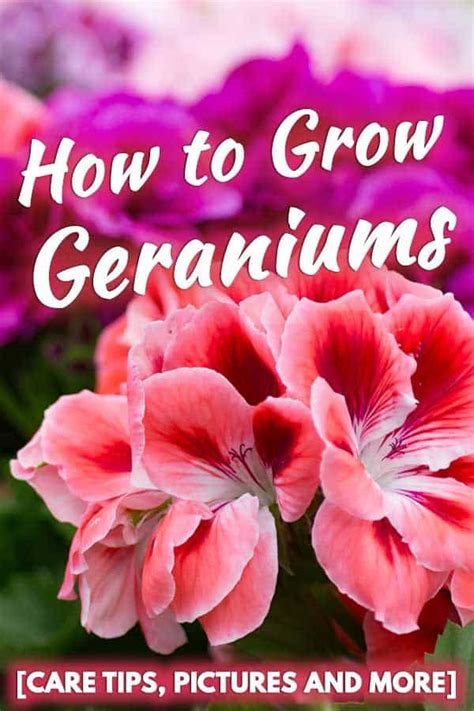 How To Grow Geraniums Care Tips Pictures And More