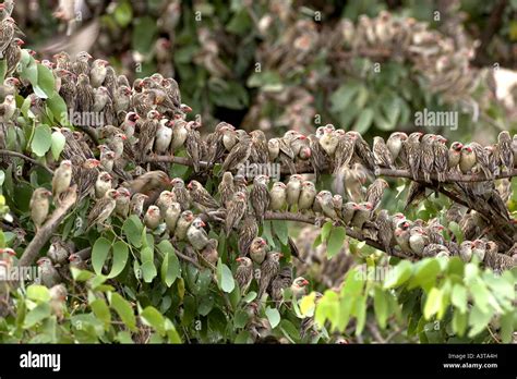 Red Billed Quelea Quelea Quelea Flock Resting Namibia Stock Photo