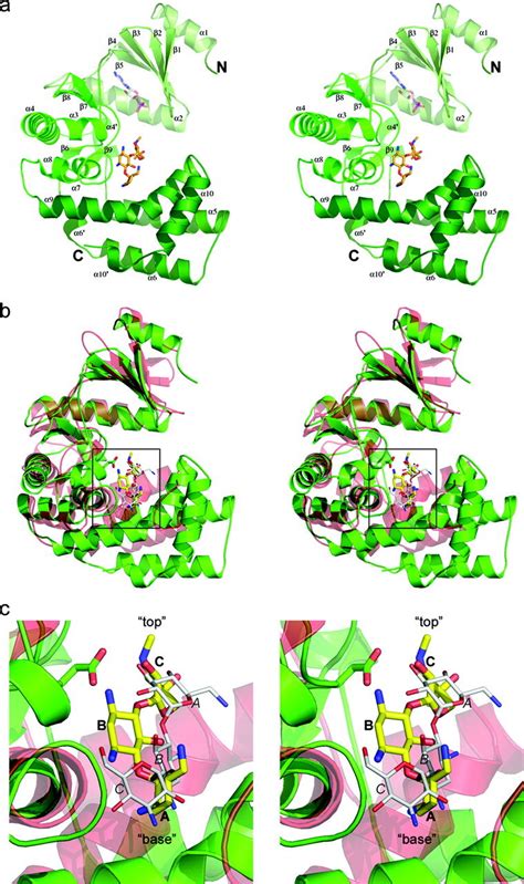 Crystal Structure Of Aph2′′ Iia A Stereo View Of The Aph2′′ Iia