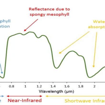 Vegetation Spectral Signature 5 Download Scientific Diagram