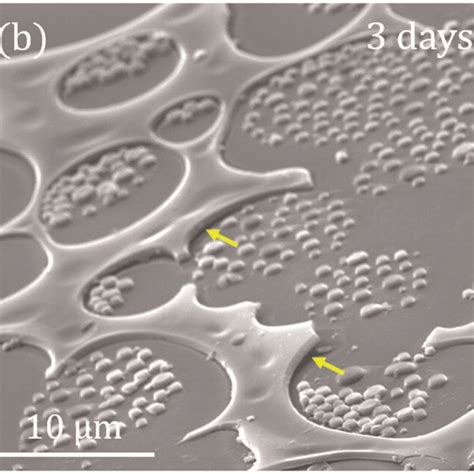Sem Images Acquired With An Inclination Of 60° With Respect To The Xy Download Scientific