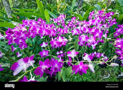 Asia Singapore Botanic Gardens Botanical Gardens Singapore Botanic