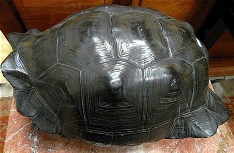 Gopher Tortoise Shell Natural History Industry Science Technology