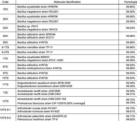 Isolated Strains With Their Respective Identification And Percentage Of
