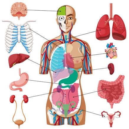 Sistema Do Corpo Humano