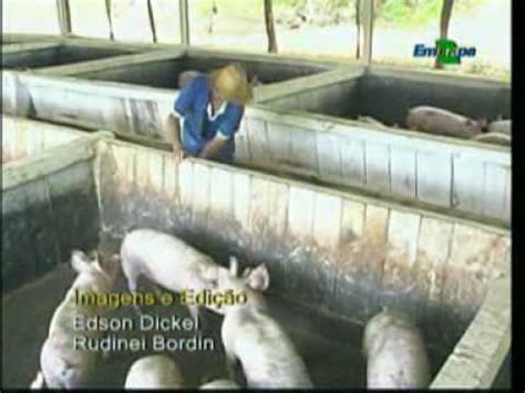 Licenciamento Ambiental Para Cria O De Su Nos Dia De Campo Na Tv Youtube