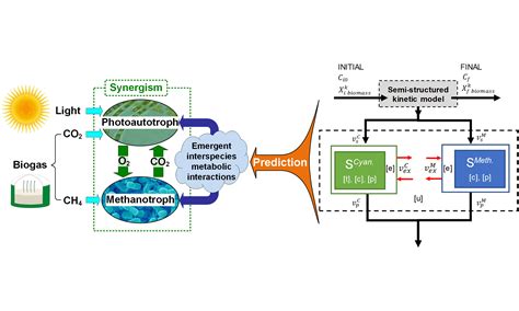 Probing Interspecies Metabolic Interactions Within A Synthetic Binary