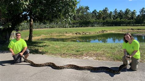 Massive 98 Pound Burmese Python Captured In Florida Wkrn News 2