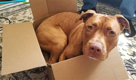 Red Nose Pitbull 101 What You Need To Know K9 Web