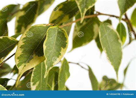 Rbol De Los Ficus Aislado En El Fondo Blanco Foto De Archivo Imagen