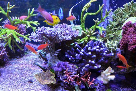 The Reef Aquarium Of Jonas Roman