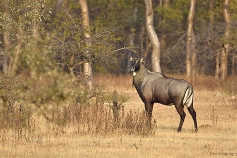 Gandhi Sagar Wildlife Sanctuary Nature Infocus