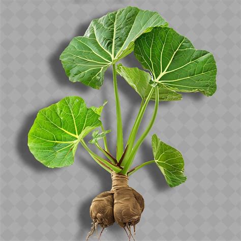 Premium Psd Png Taro Corms Edible Green Leaf Stems With Underground