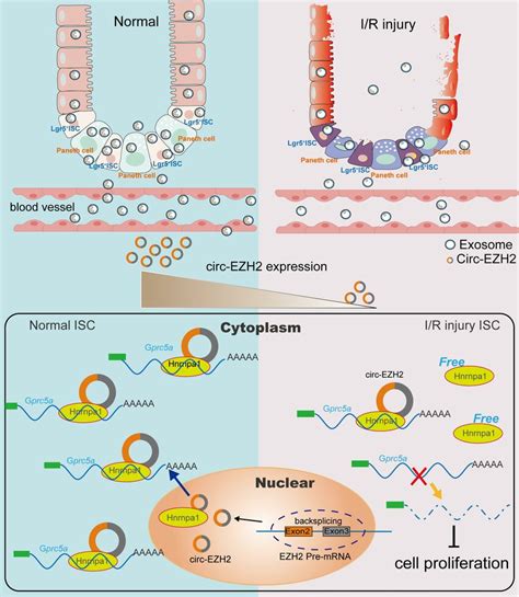 Schematic Illustration Of The Mechanism Whereby CircEZH2 005 Regulates