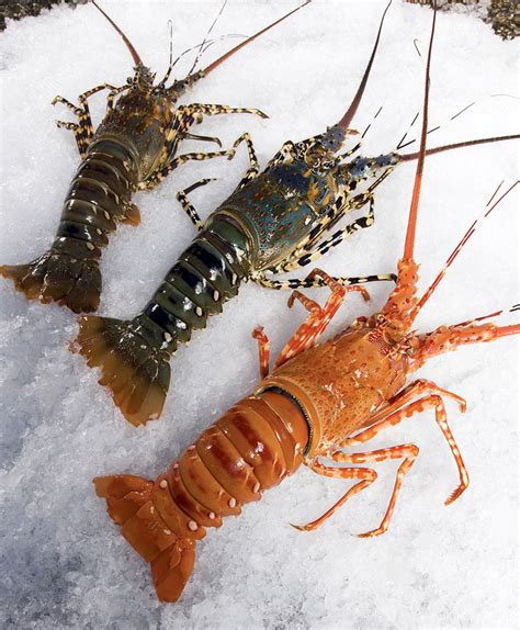 Genetics Environment Define Crustacean Color Responsible Seafood Advocate