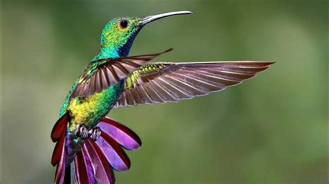 კოლიბრი არის ყველაზე პატარა ჩიტი მისი შემეცნებითი გვერდი Facebook