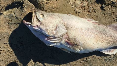 Fish Kill At Griffith S Lake Wyangan Reignites Debate The Land NSW