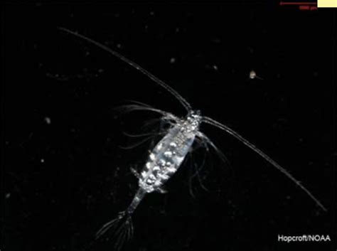 Subphylum Crustacea Phylum Arthropoda Flashcards Quizlet