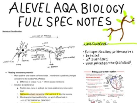 Full Alevel Biology Aqa A Notes Teaching Resources