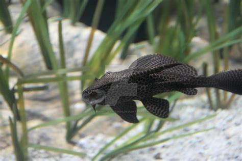 11 By Querilla Pictures On Deviantart