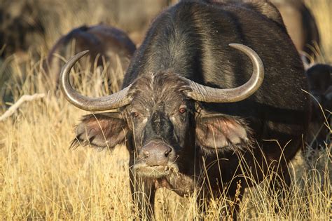 Definitive Guide To Cape Buffalo Facts Habitat Conservation Status