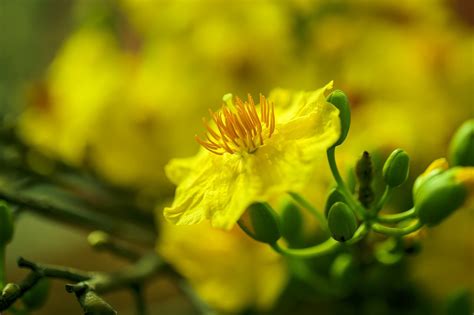 Damasco Flores Cor Amarela Pétalas Foto gratuita no Pixabay Pixabay