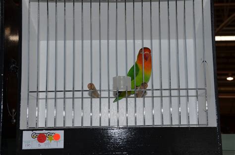 Photo Gallery The African Lovebird Society Of Australia Inc