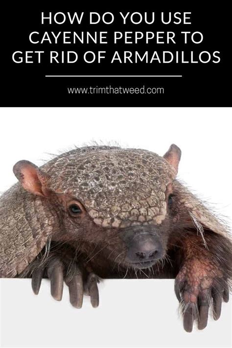 How Do You Use Cayenne Pepper To Get Rid Of Armadillos Armadillo Trap