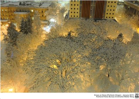 Crows In Portland Snow Night Snow Covered Trees Snowy Trees