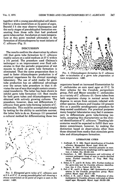 Germ Tube And Chlamydospore Formation By Candida Albicans On A New