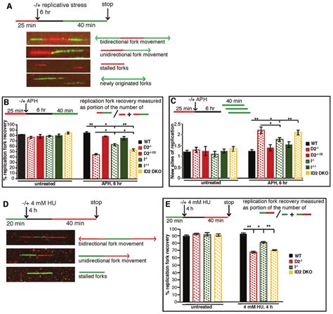 Fancd2 Plays A More Crucial Role Than Fanci To Promote Replication Fork