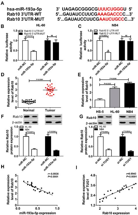 Mir 193a 5p Targeted And Negatively Regulated Rab10 A The Putative