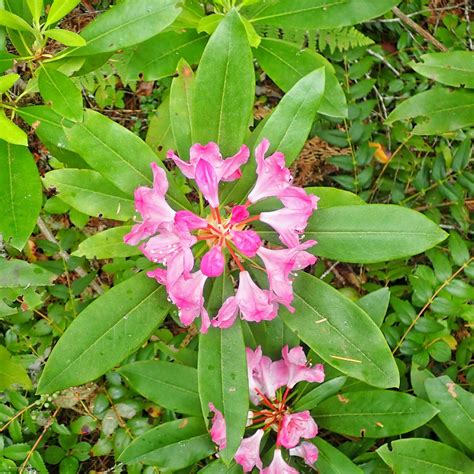 Rhododendron Macrophyllum Pacific Rhododendron 10 000 Things Of The