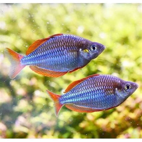 Promo Ikan Picok Rainbow Paket 10 Ekor Ikan Hias Air Tawar Grade Terbaik Diskon 33 Di