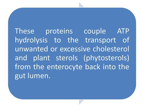 Cholesterol Absorption Synthesis Metabolism Fate PPT Digestive