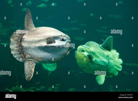 Mola Mola Visible With Color Spots
