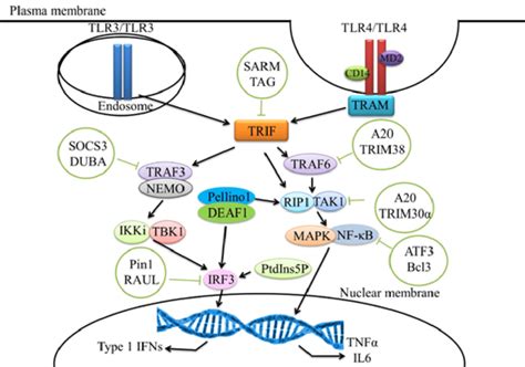 Schematic Diagram Of Trif Dependent Signal Cascade Download