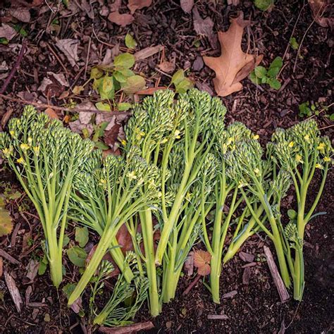 Broccoli Aspabroc F1 Seed Harris Seeds