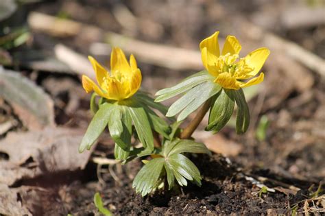 Эрантис зимний (Eranthis hyemalis) | BOTSAD.BY