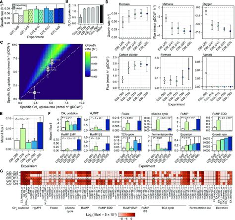 Metabolic Modeling Capabilities Of The Genome Scale Metabolic Model