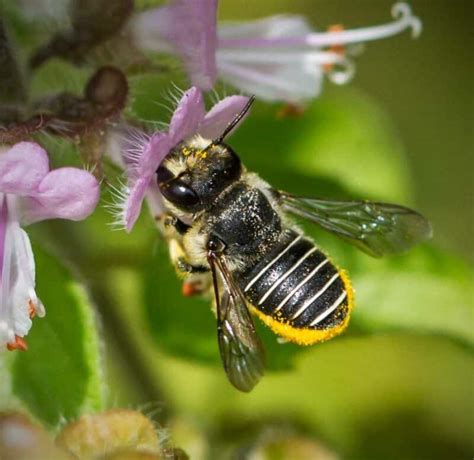 Leafcutter Bee Facts Identification And Pictures Ebrx