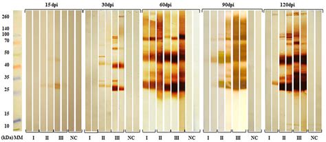 Dynamics Of The Recognition Of Protein Fractions By Anti Toxocara Igg